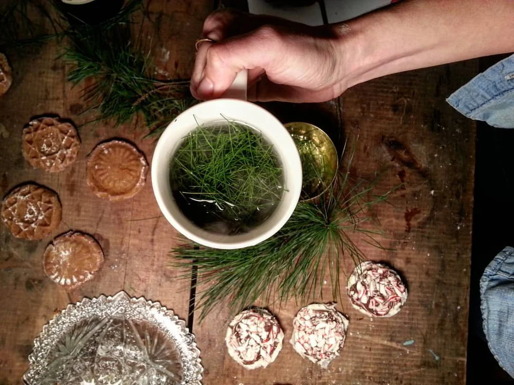 Pine Needle Tea — theYoungCatholicWoman