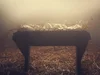 The Empty Manger: A Powerful Image For Lost Children ...