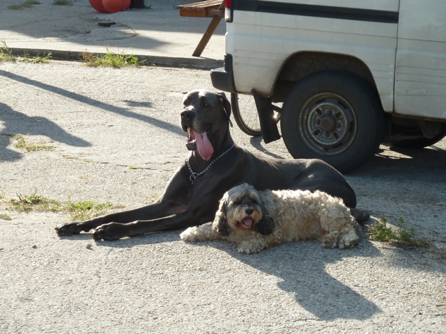 Dagelijks op de set van Mees Kees 2 — Catvertise