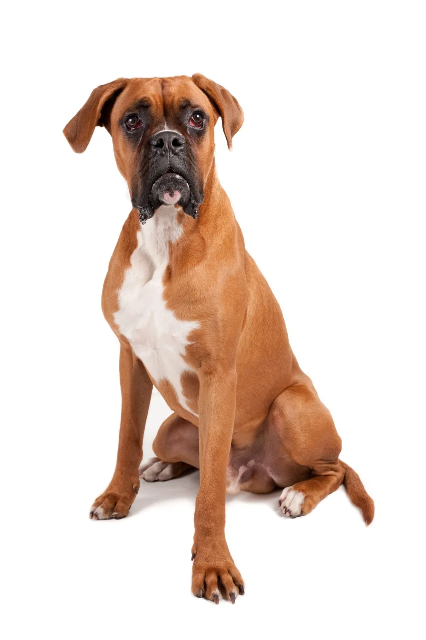Grote Honden — Catvertise