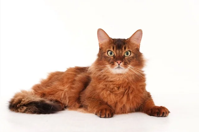 Katten — Catvertise