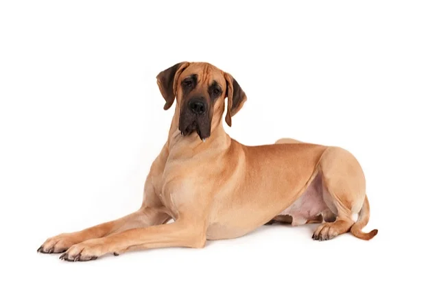 Grote Honden — Catvertise