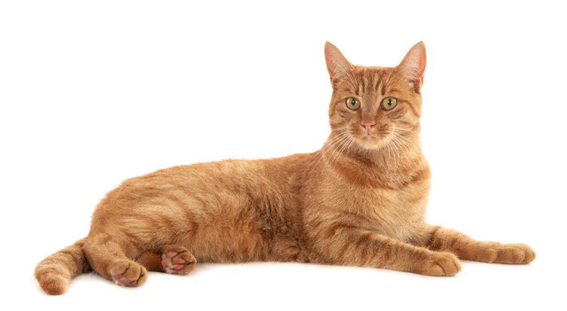 Katten — Catvertise