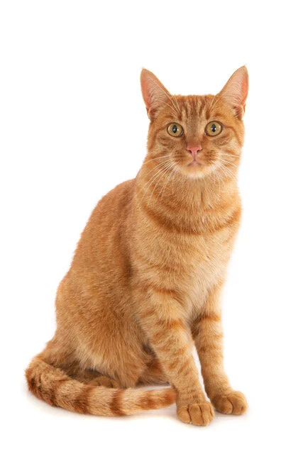 Katten — Catvertise