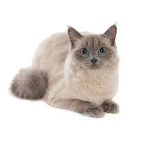 Katten — Catvertise