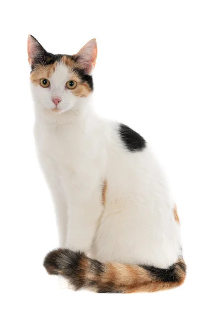 Katten — Catvertise