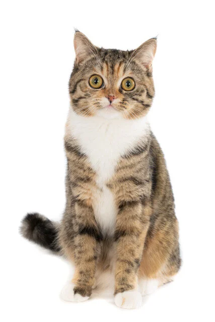 Katten — Catvertise