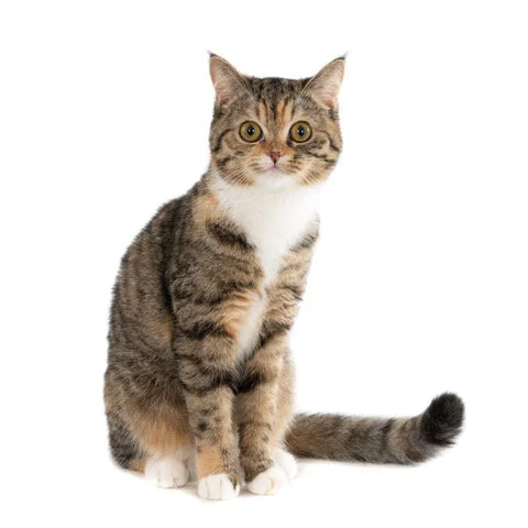 Katten — Catvertise