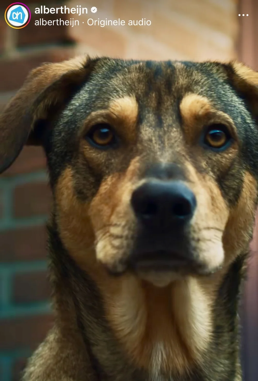 Luca in nieuwe hamster commercial van 'Albert Heijn' — Catvertise
