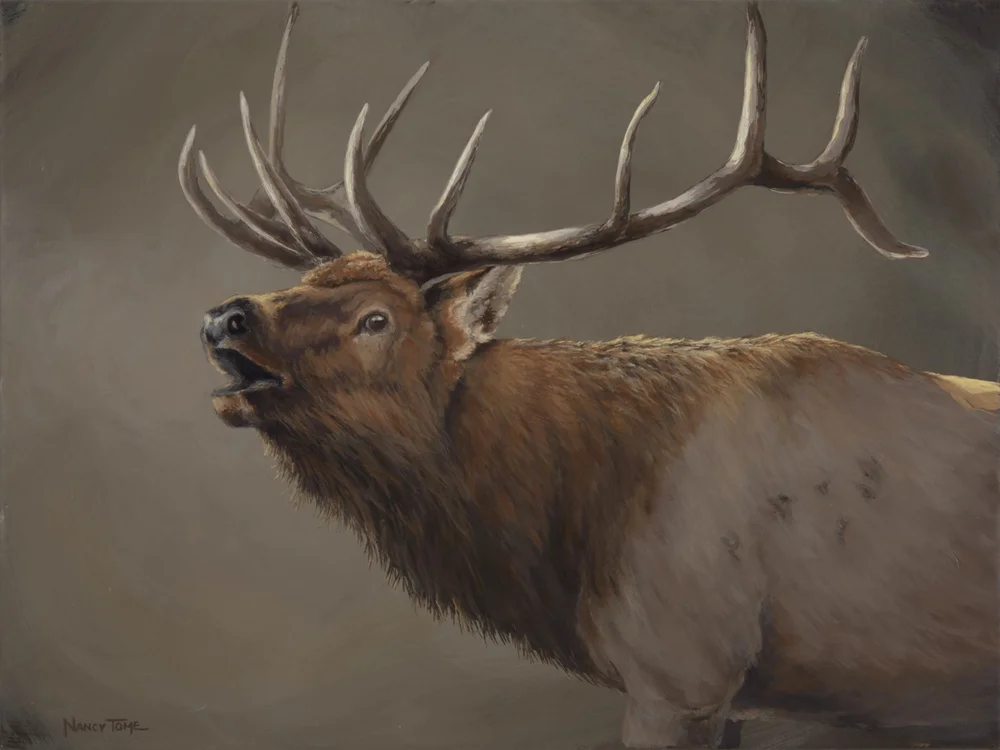 Wildlife Art Elk