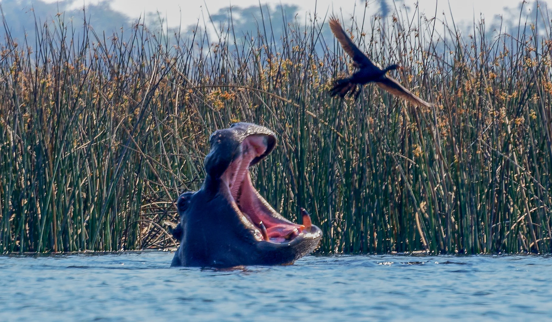 Mammals, Fish & Fowl — Elizabeth Rice Photography