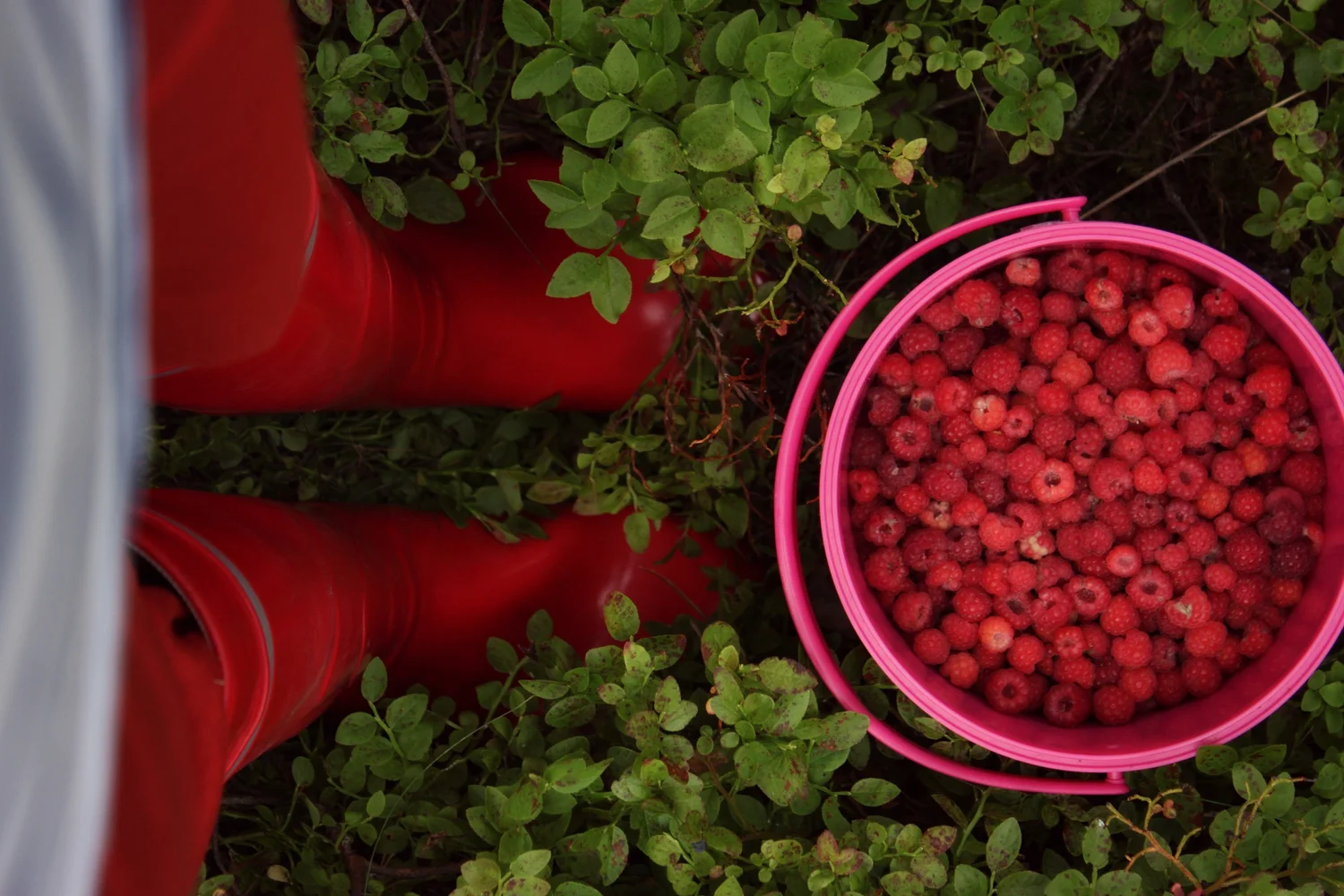 A Beginning & Queen Jam — My Blue&White Kitchen