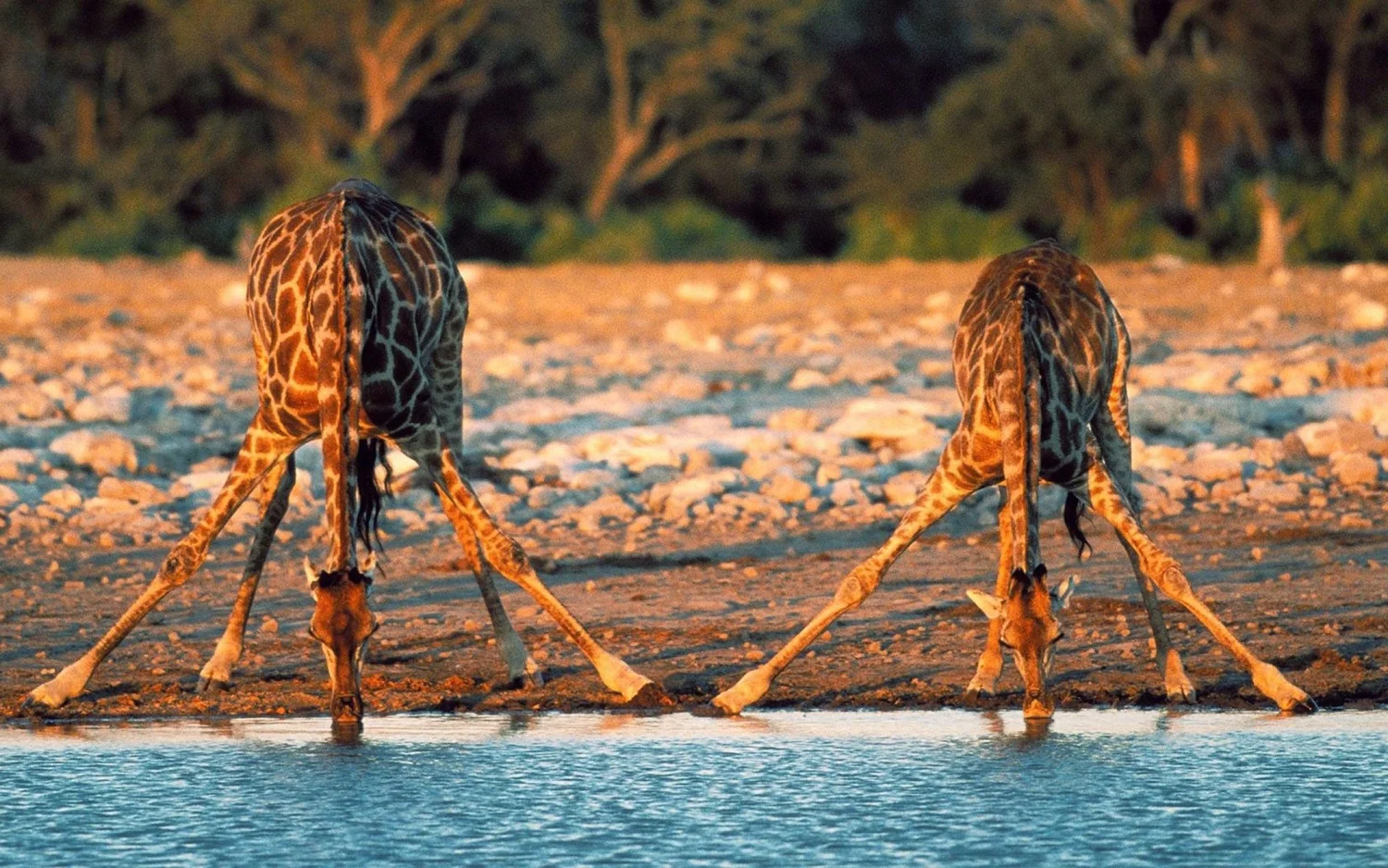 How to Try Giraffe Pose with Kids (Plus Fun Yoga Pose Variations) — Yo ...