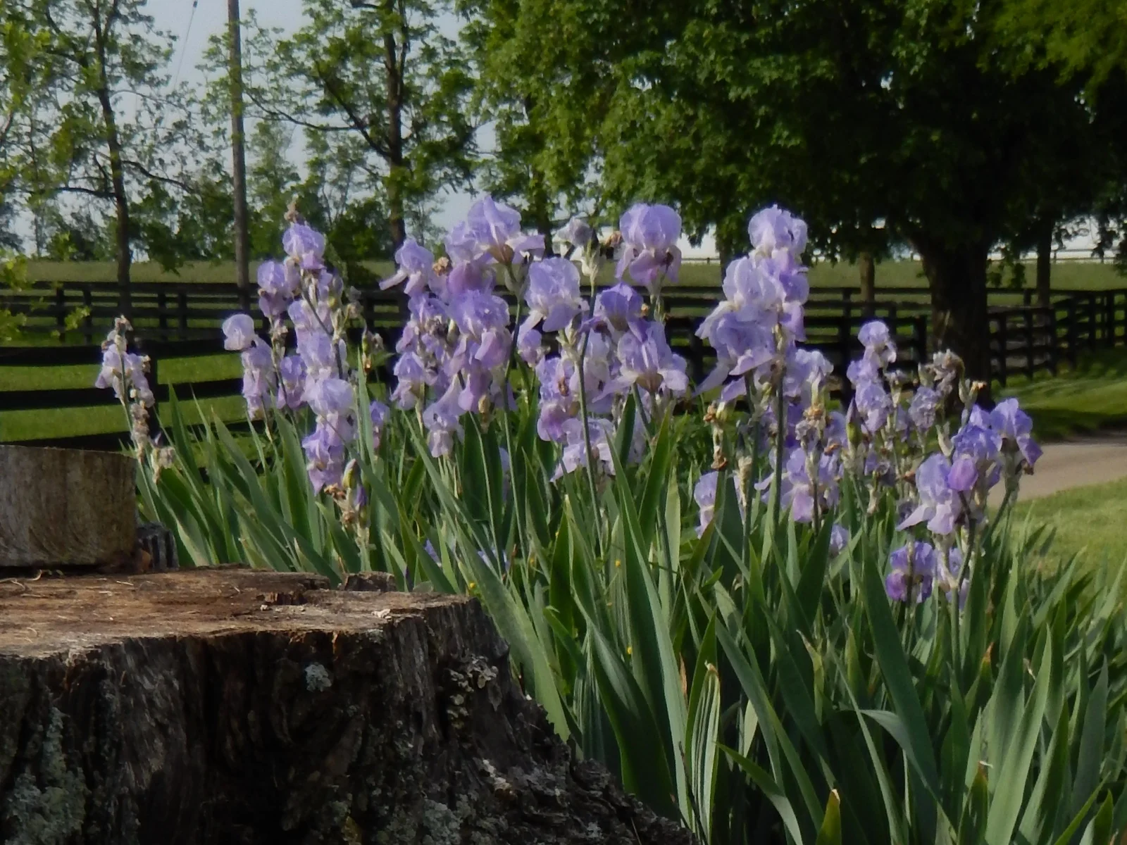 Blackburn Farm
