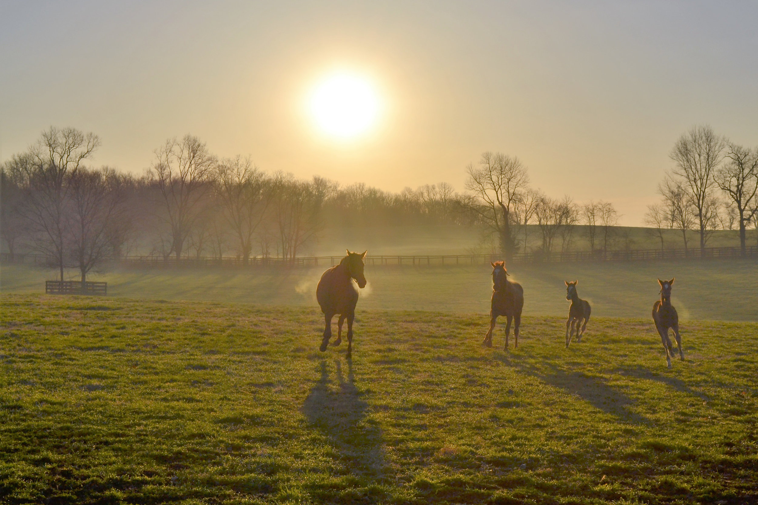 Blackburn Farm