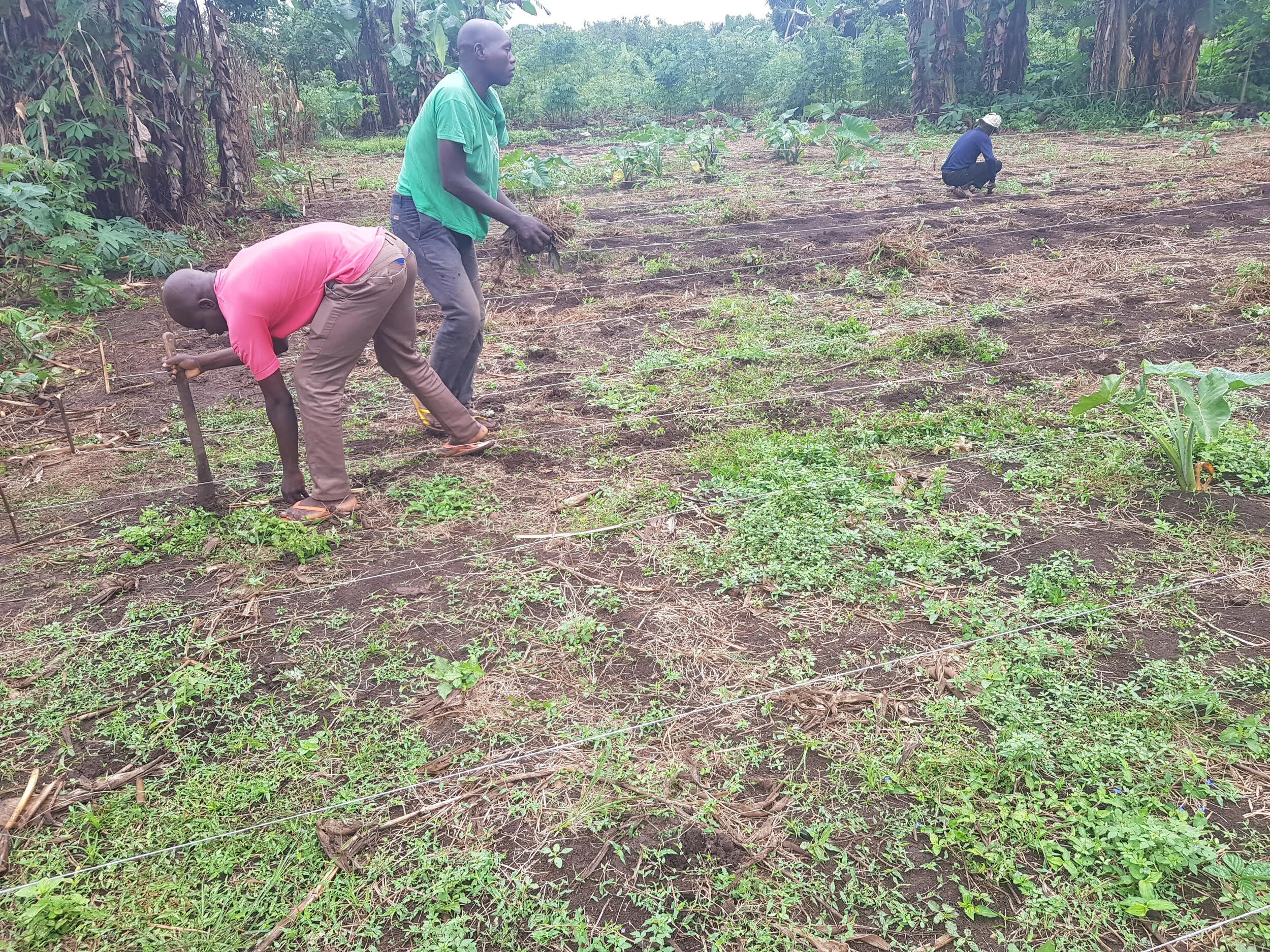 Continual growth in Mbanga — Bear Valley Bible Institute