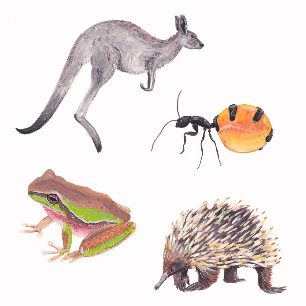 Australian Animals — Evie Barrow