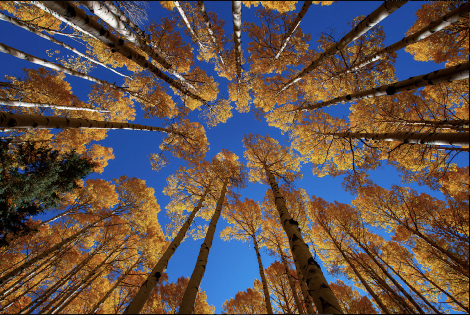 Festival Calendar | Fine Art & Wine Events in Arizona — Thunderbird Artists