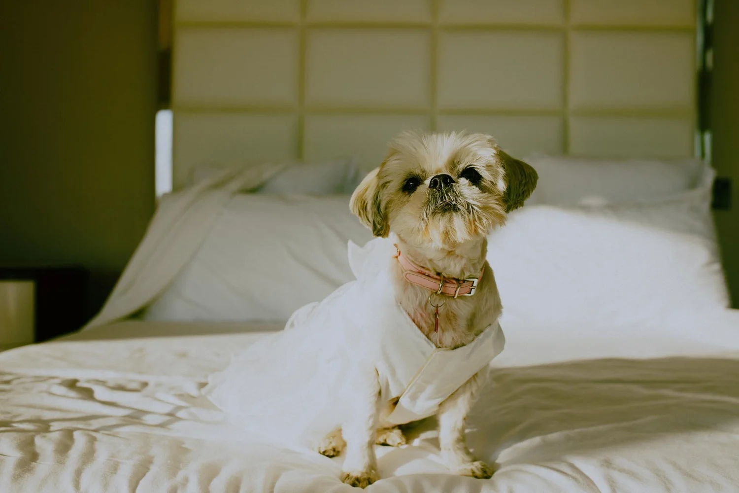 BEST DRESSED WEDDING PETS AND DOG WEDDING OUTFITS CURATED BY A&BÉ ...