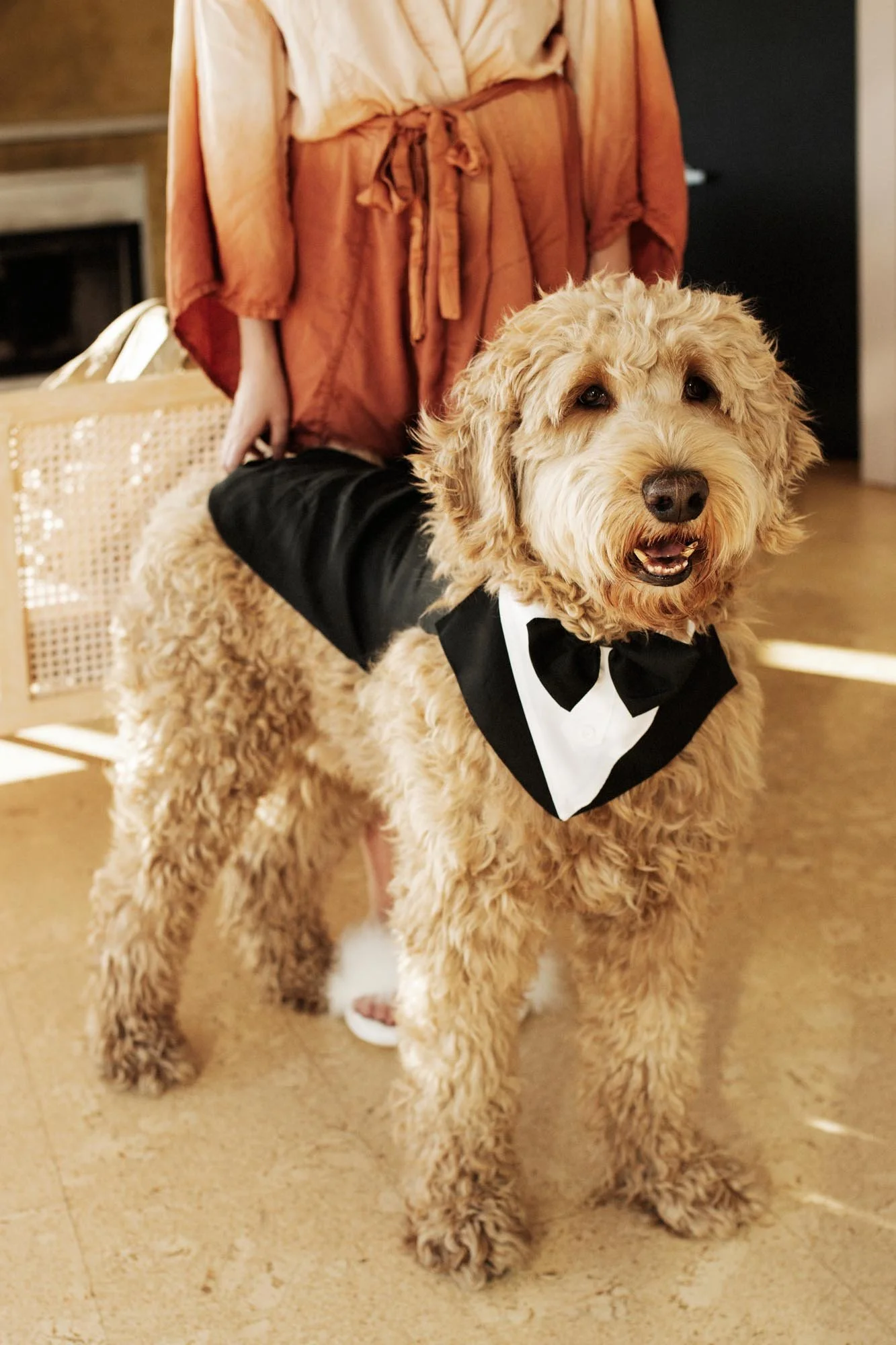 BEST DRESSED WEDDING PETS AND DOG WEDDING OUTFITS CURATED BY A&BÉ ...