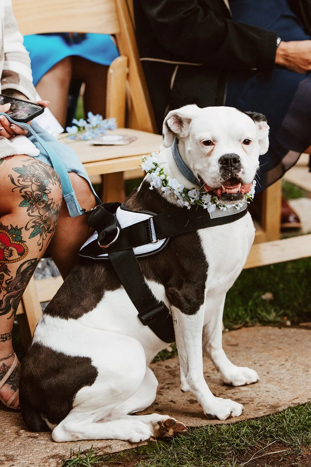 BEST DRESSED WEDDING PETS AND DOG WEDDING OUTFITS CURATED BY A&BÉ ...