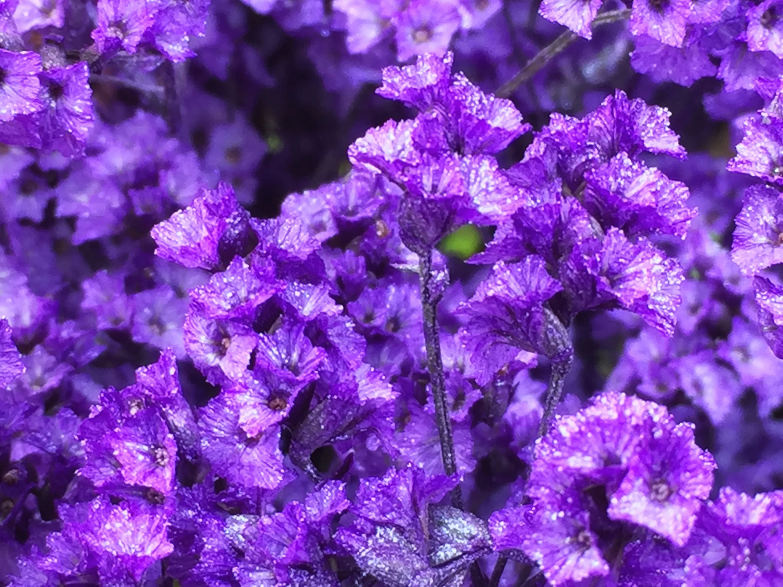 Limonium Sinensis - Plazoleta Flowers