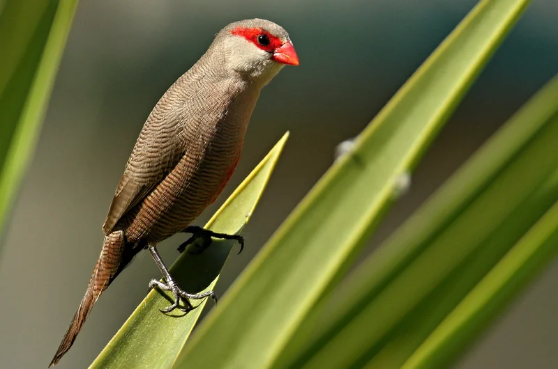 Saint Helena Waxbill or Common Waxbill — Hawkesbury Finch Club