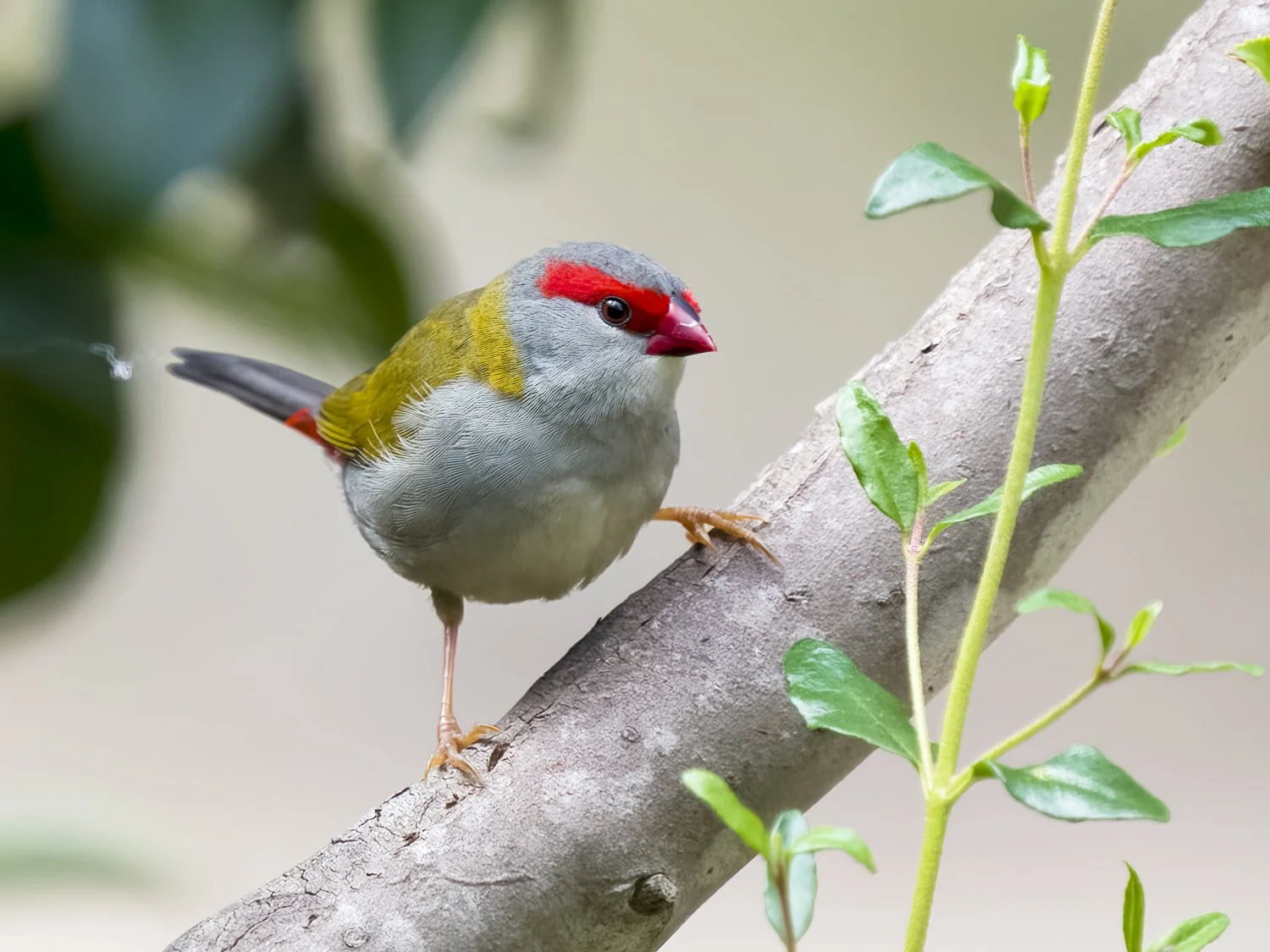 Hawkesbury Finch Club