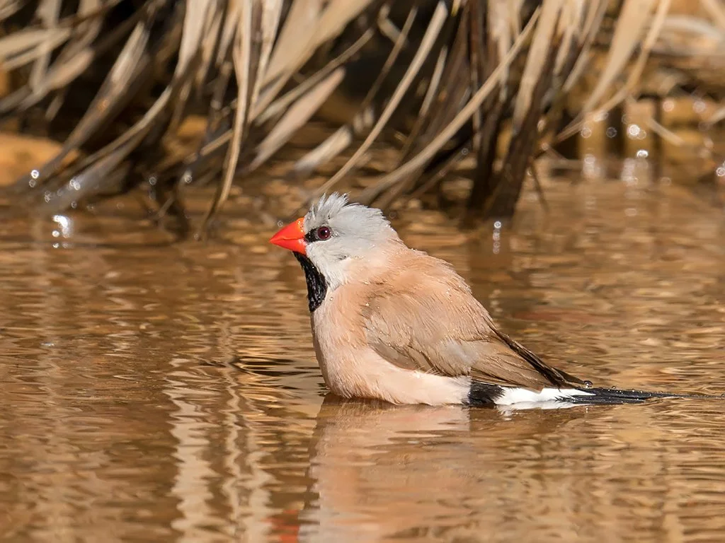 Hawkesbury Finch Club