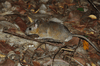 Key Largo woodrat — The Wildlife Society - Florida Chapter