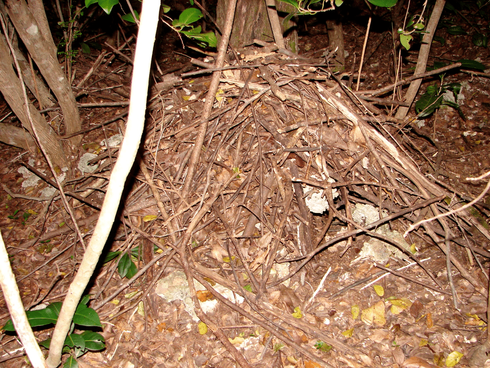 Key Largo woodrat — The Wildlife Society - Florida Chapter