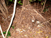 Key Largo woodrat — The Wildlife Society - Florida Chapter