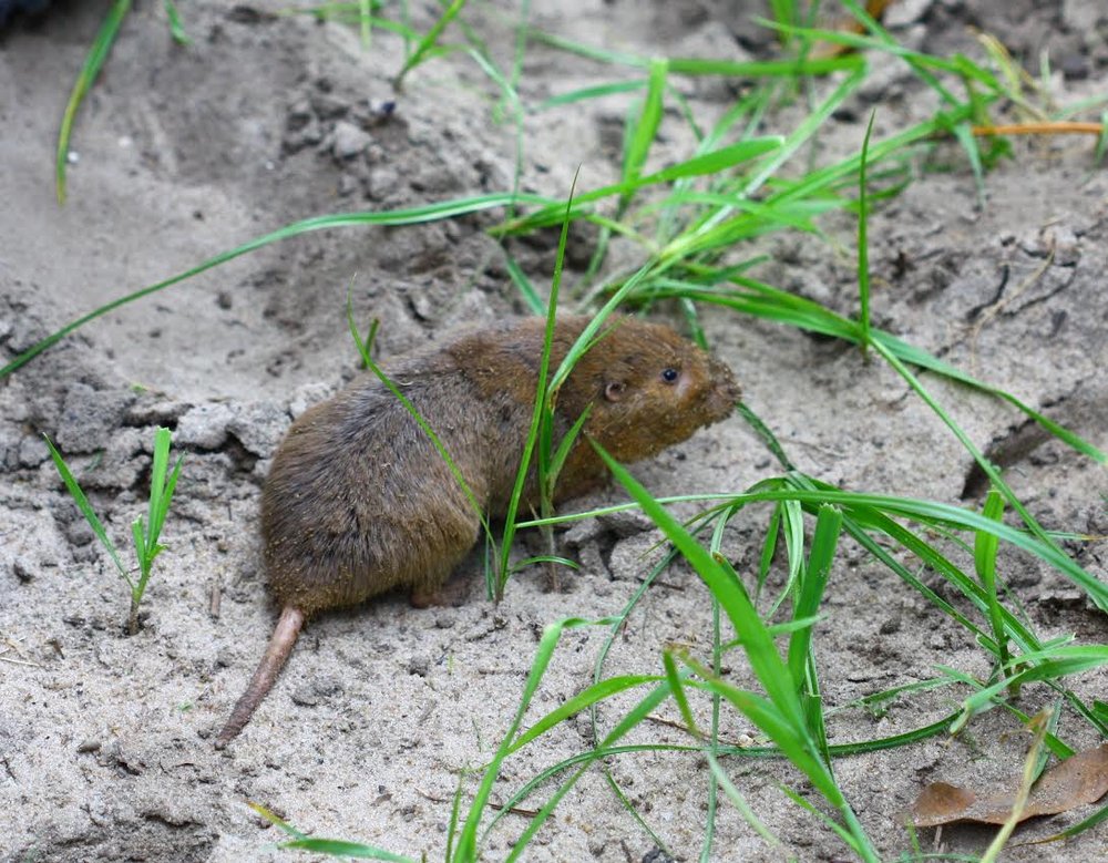 Southeastern pocket gopher — The Wildlife Society - Florida Chapter