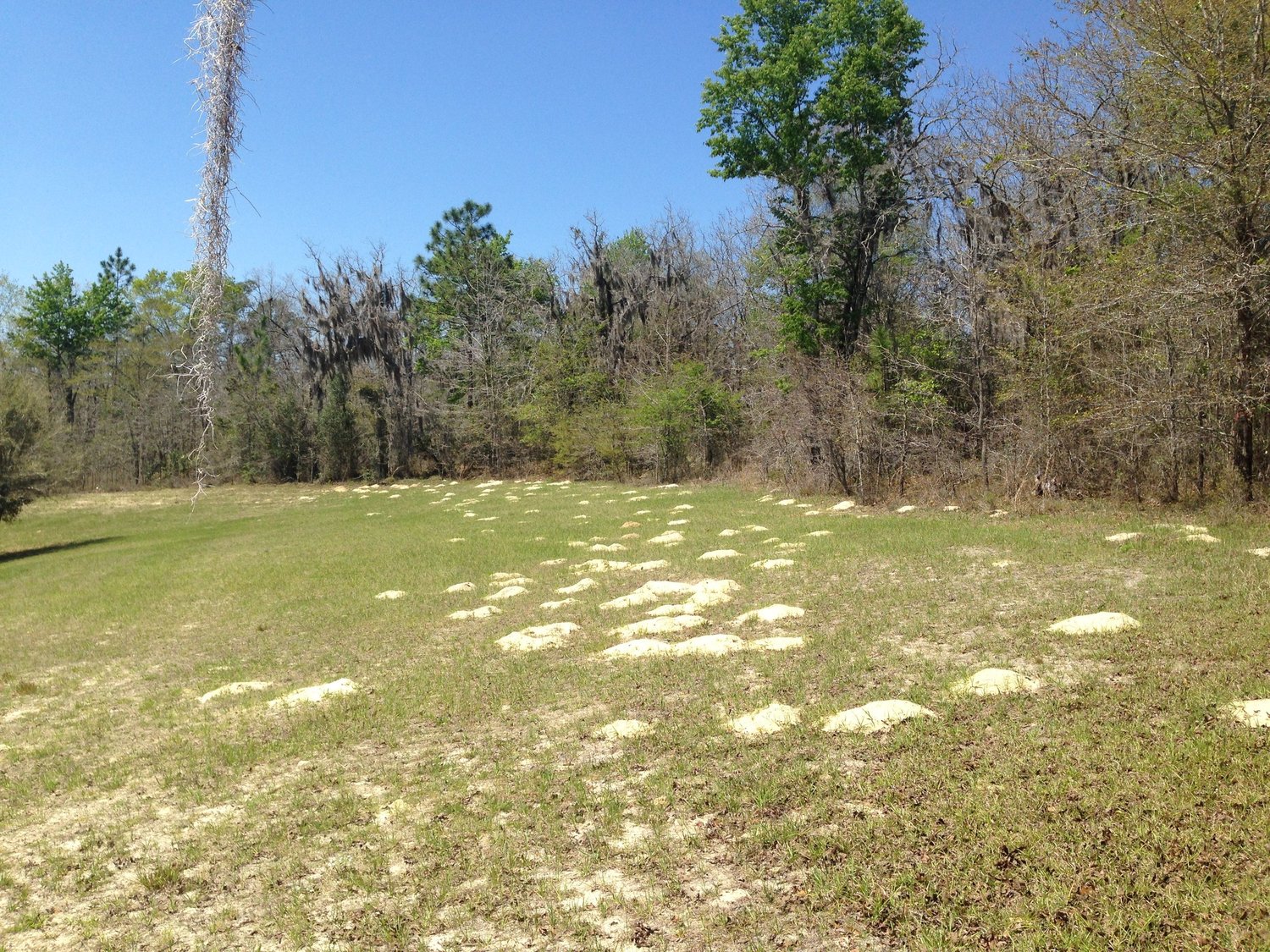 Southeastern pocket gopher — The Wildlife Society - Florida Chapter