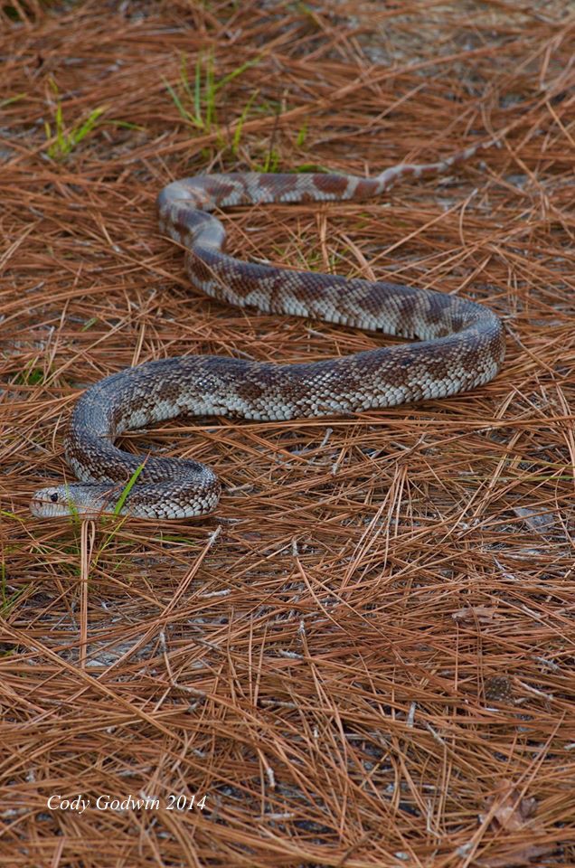 Florida Pine Snake — The Wildlife Society - Florida Chapter