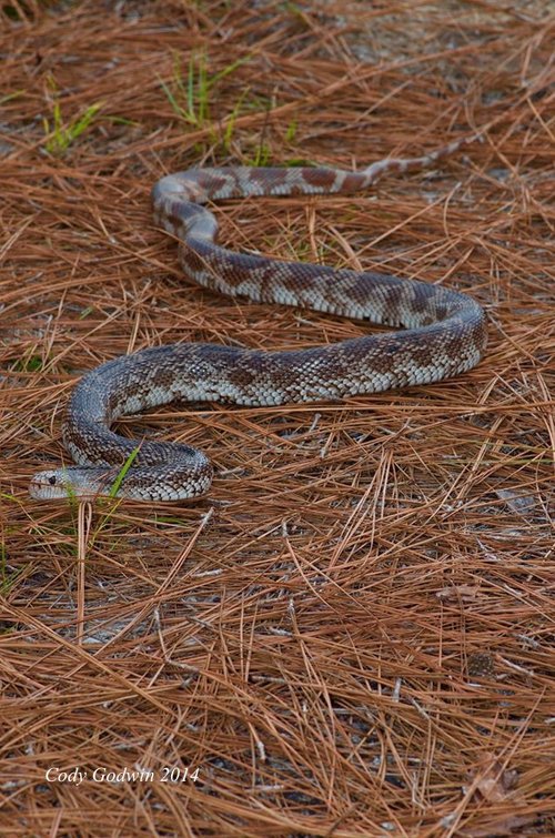 Florida Pine Snake — The Wildlife Society - Florida Chapter