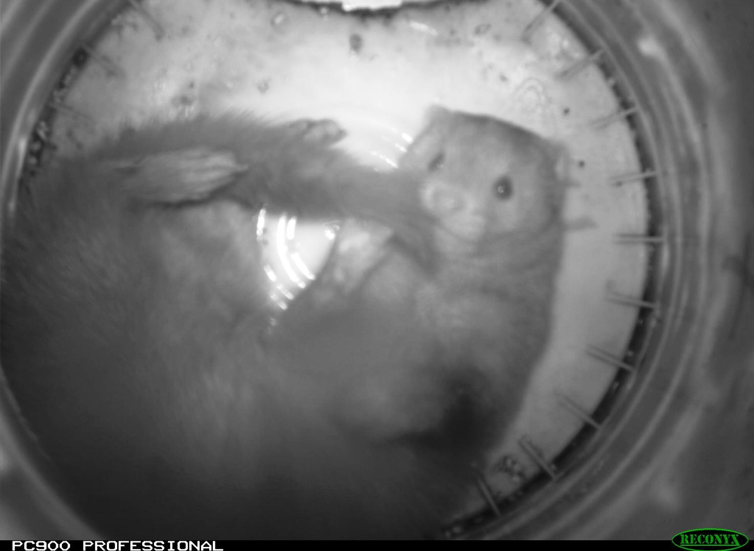 American Mink — The Wildlife Society - Florida Chapter