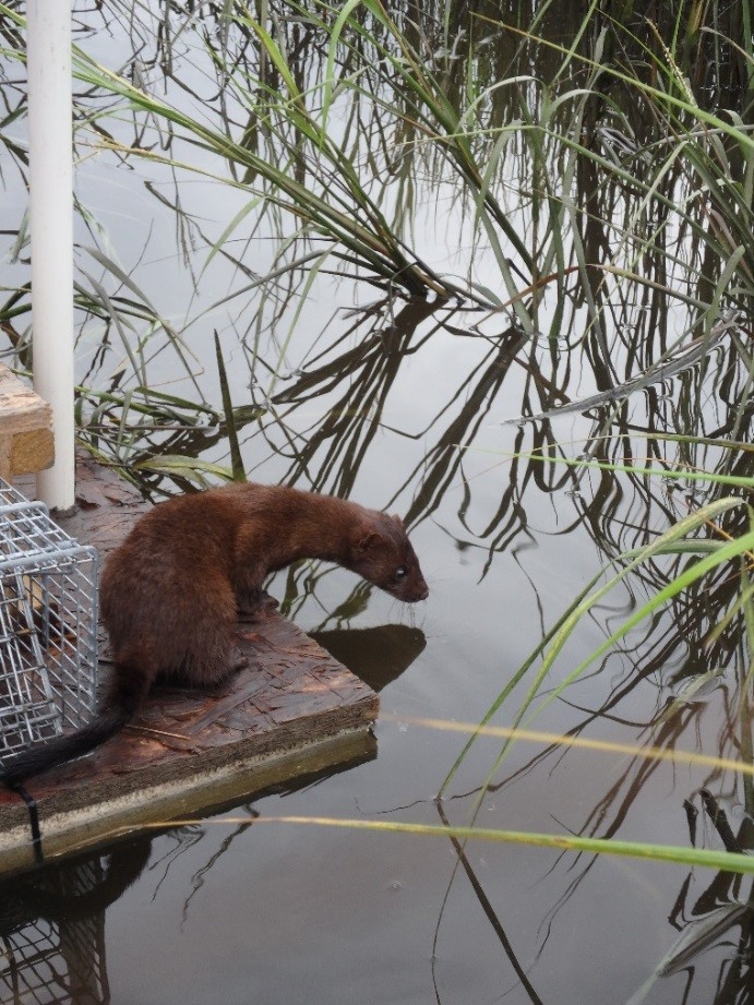 American Mink — The Wildlife Society - Florida Chapter