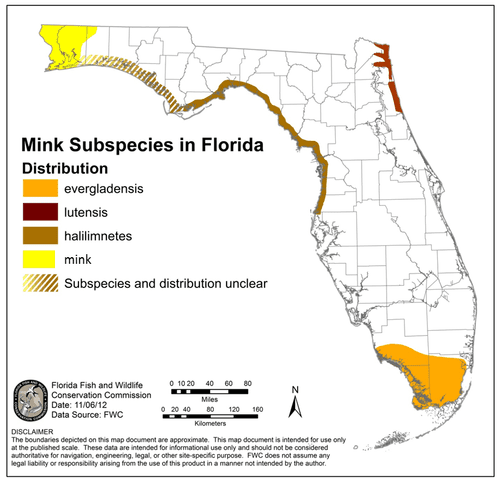 American Mink — The Wildlife Society - Florida Chapter