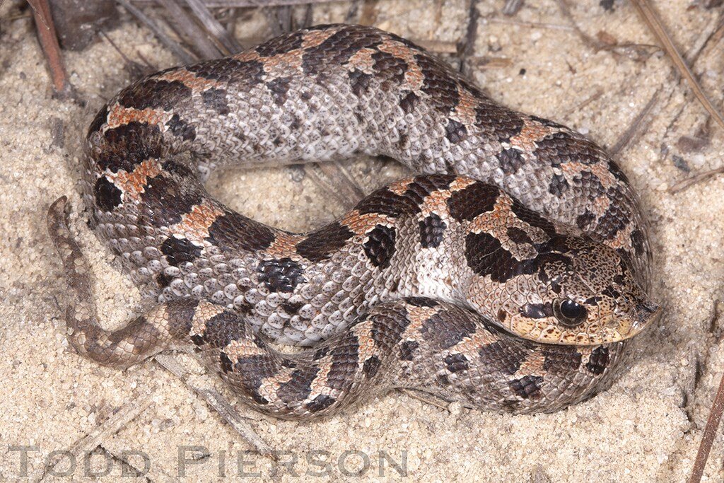 Southern Hognose Snake Range