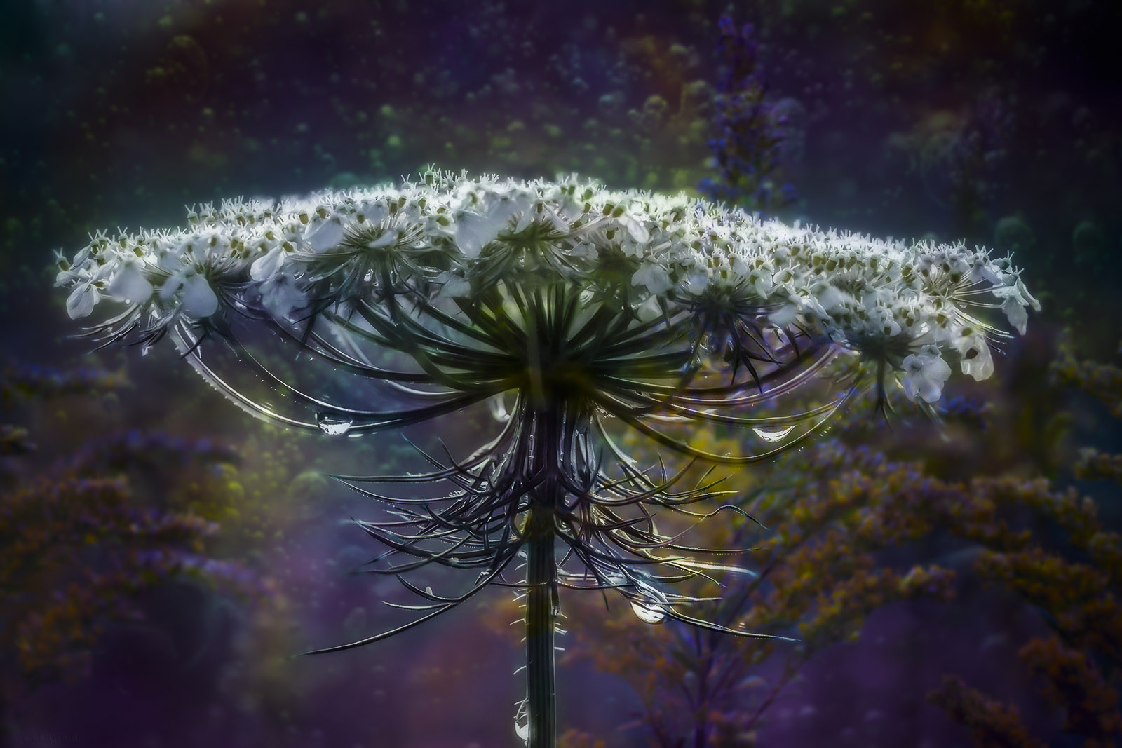 Blog — Essence of Qui