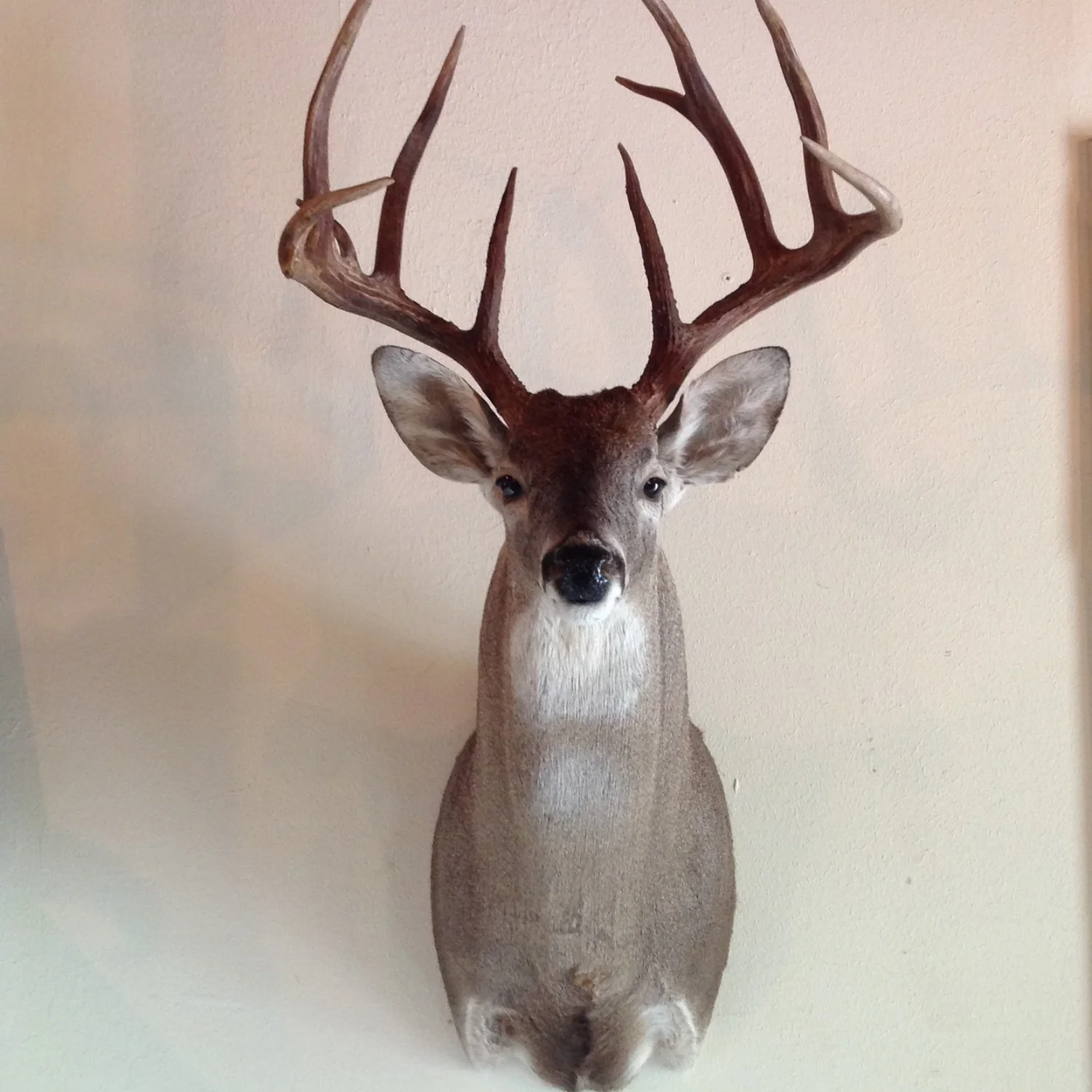 Taxidermy & Curiosities Animal Mounts Home & Living used Deer shoulder ...