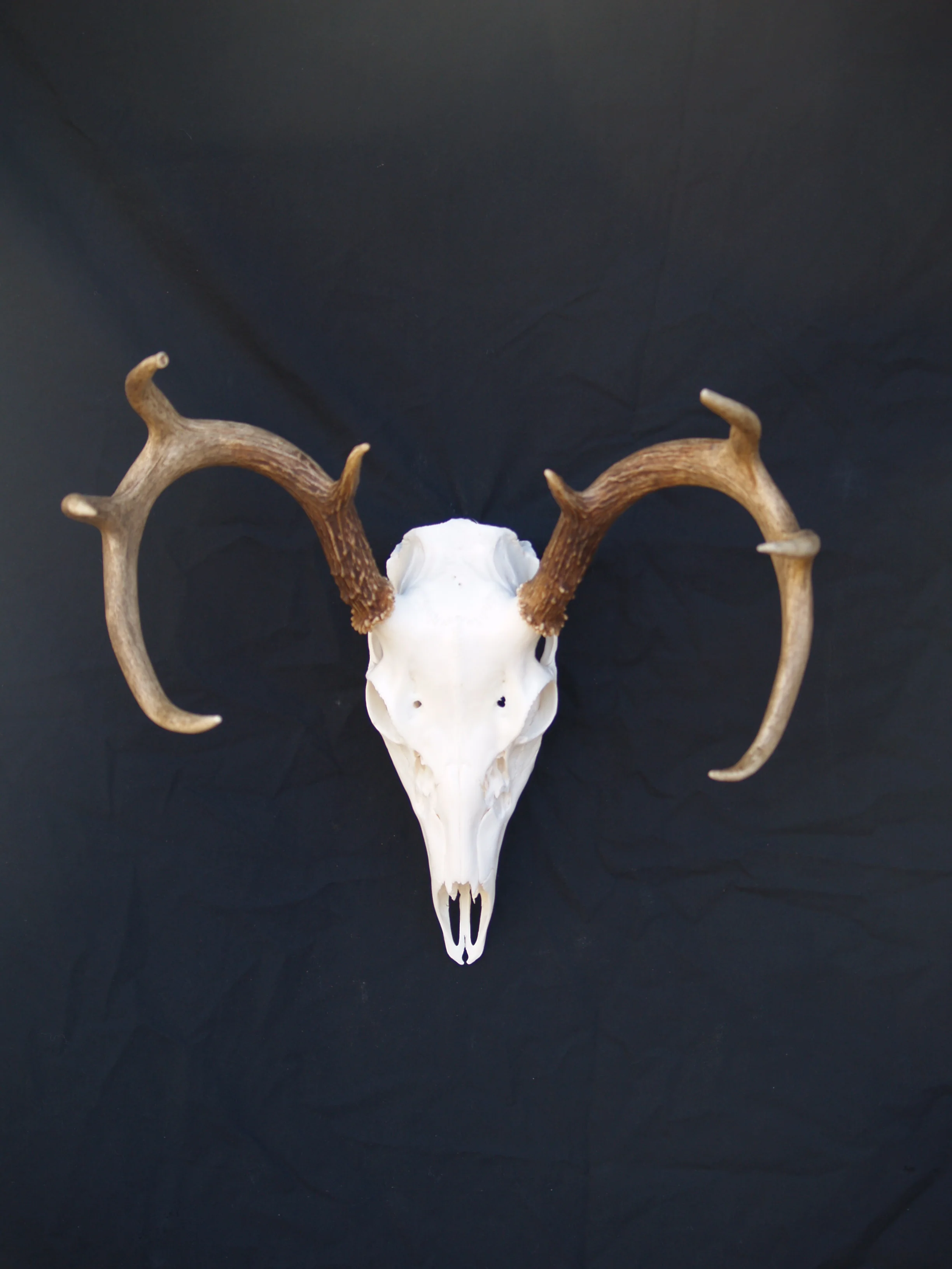 European & Skull Options — Wildlife Designs Taxidermy, LLC