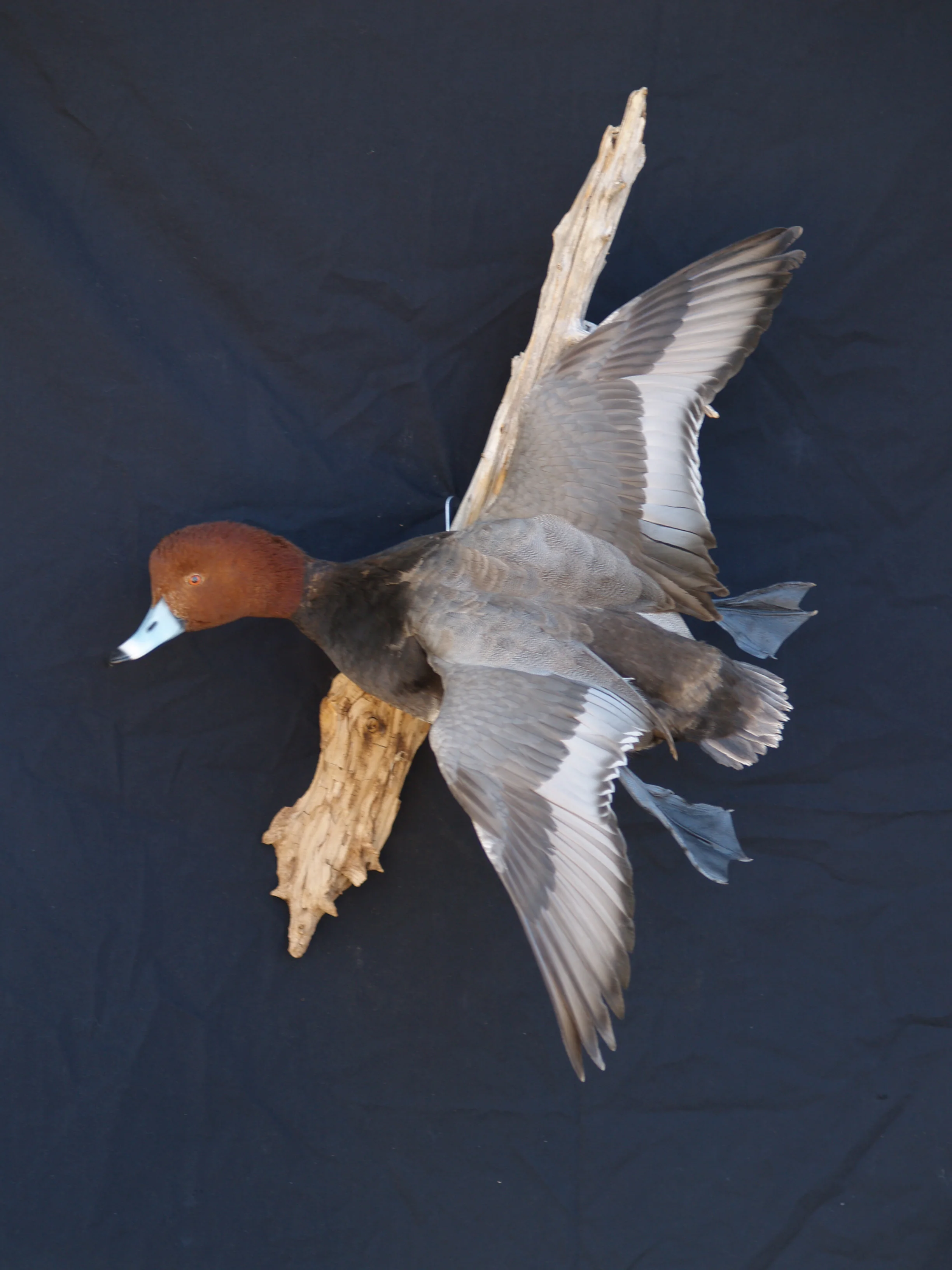 Birds — Wildlife Designs Taxidermy, LLC