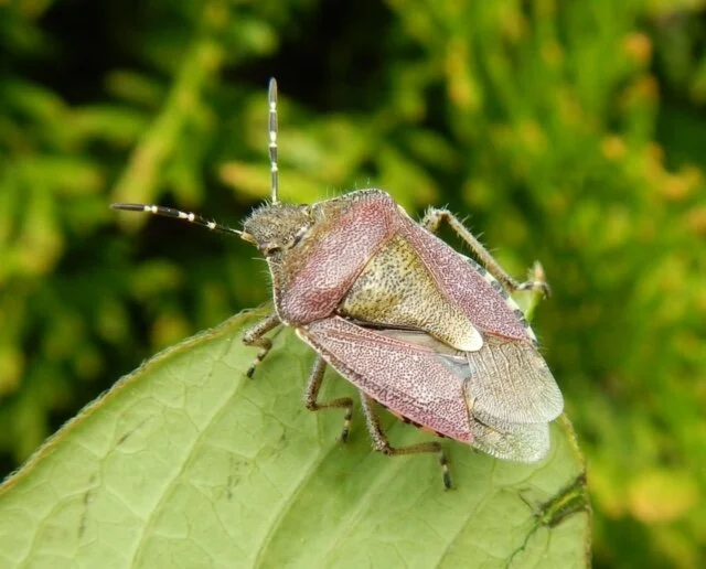 PICT Angling Report 2021 — PICT UK