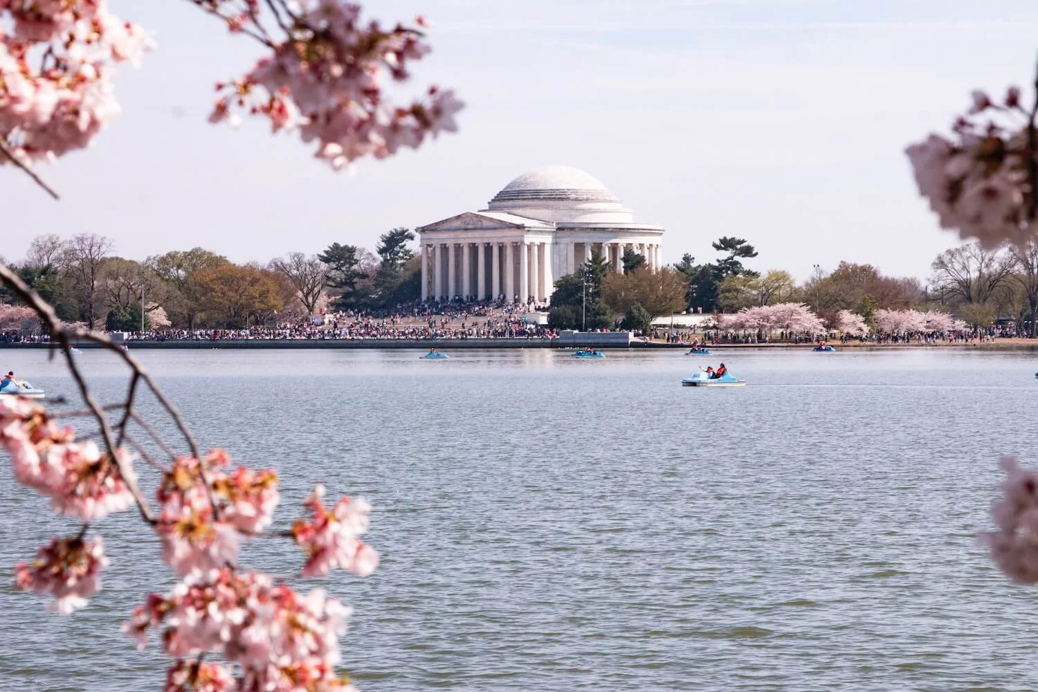 The Best Places to See Cherry Blossoms in Washington, DC