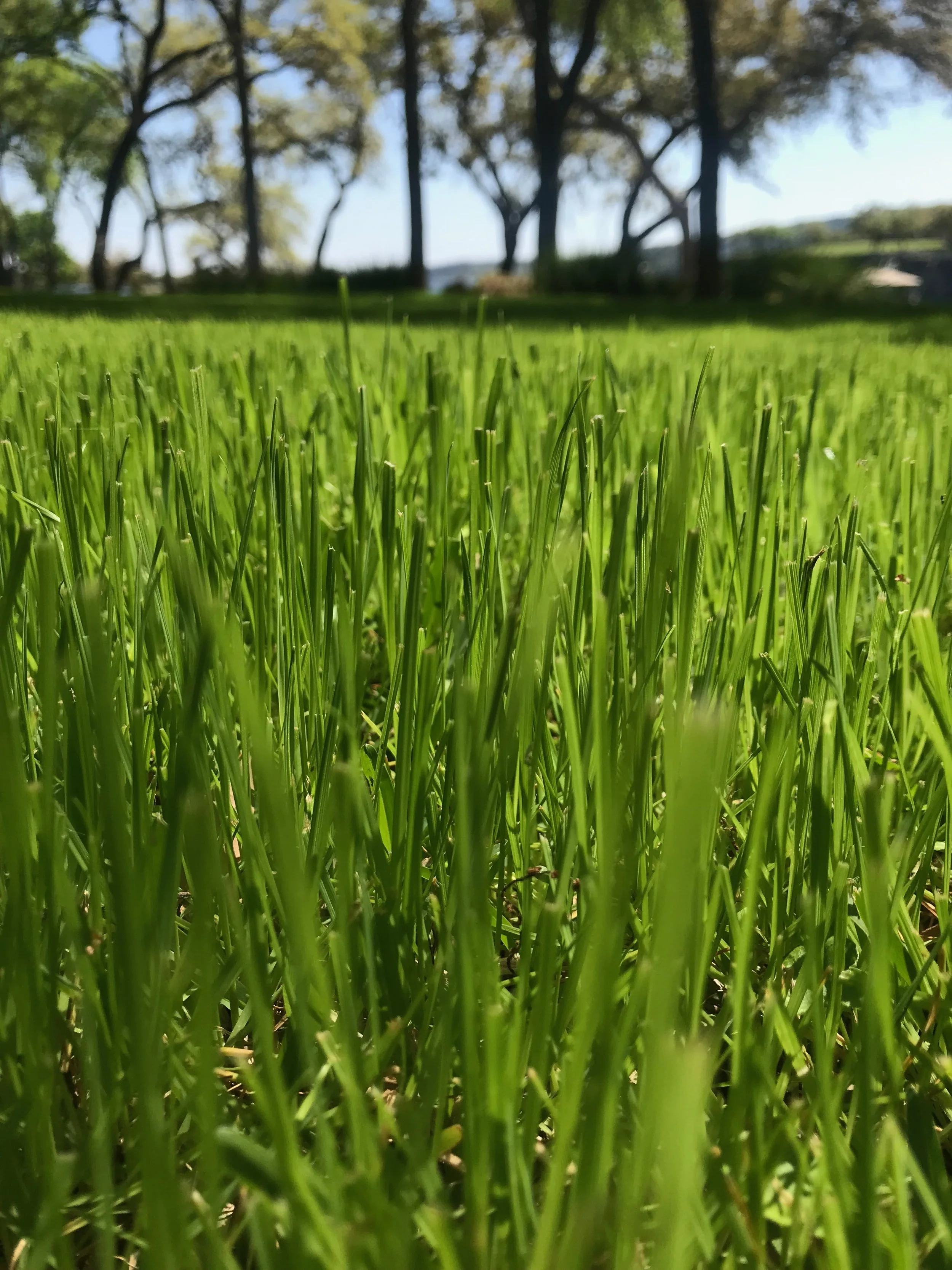 Tropical Accents Inc.