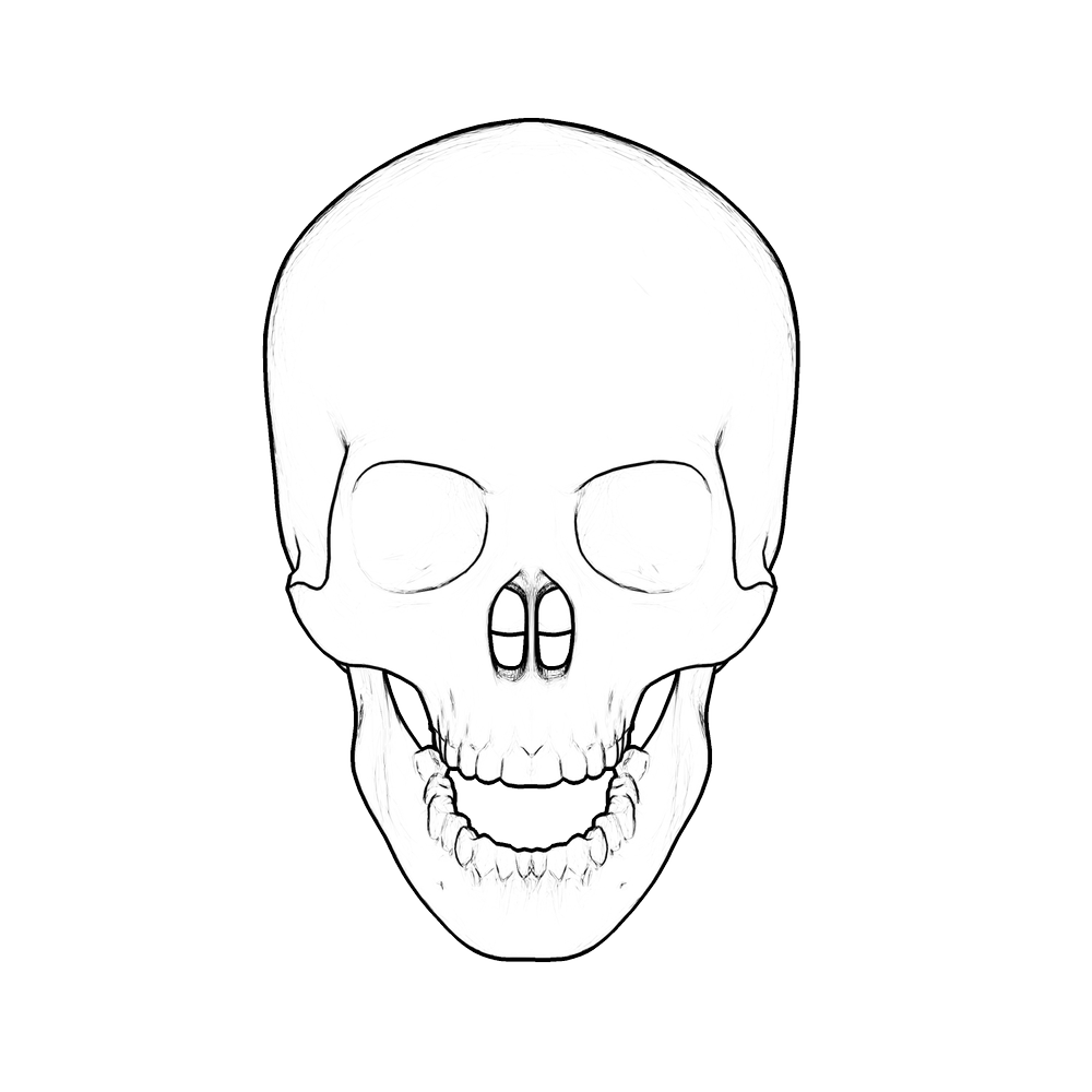 Human Skull Drawing Reference
