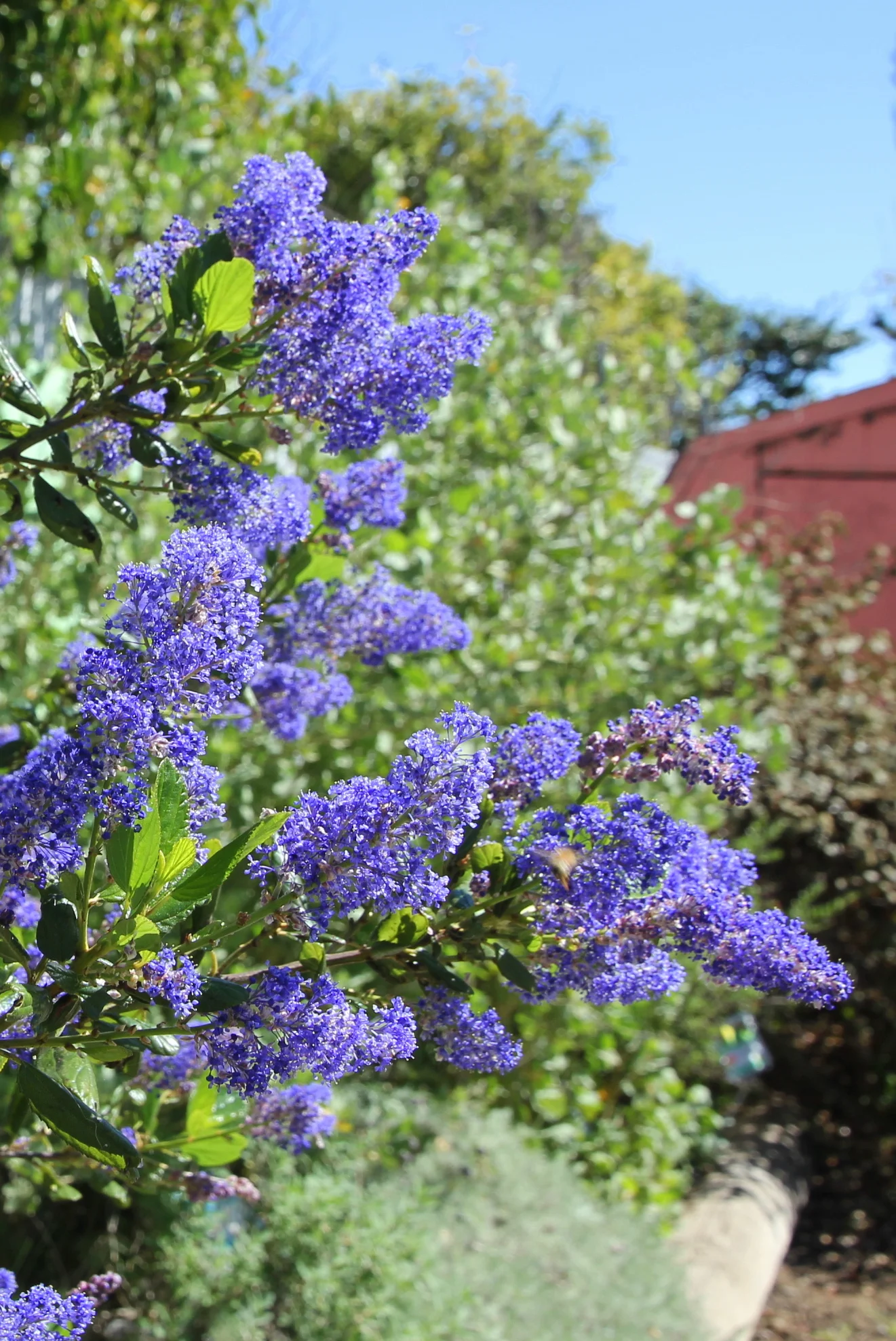 Ceanothus 'Ray Hartman' — Native Revival Nursery