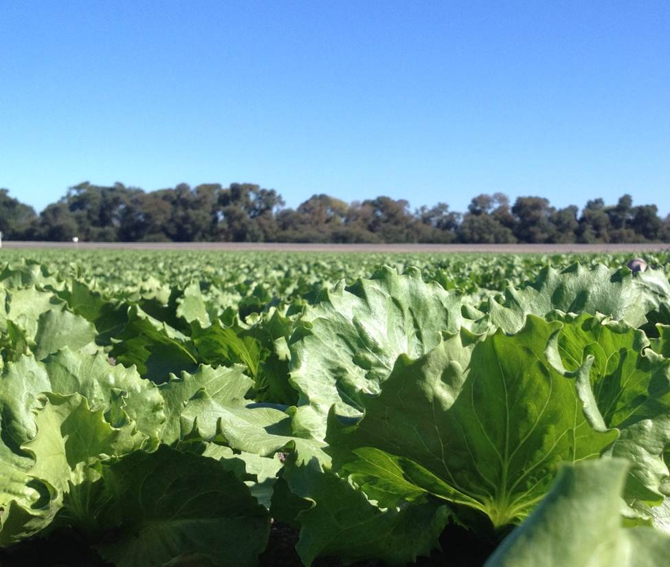 Vegetables — Merrill Farms